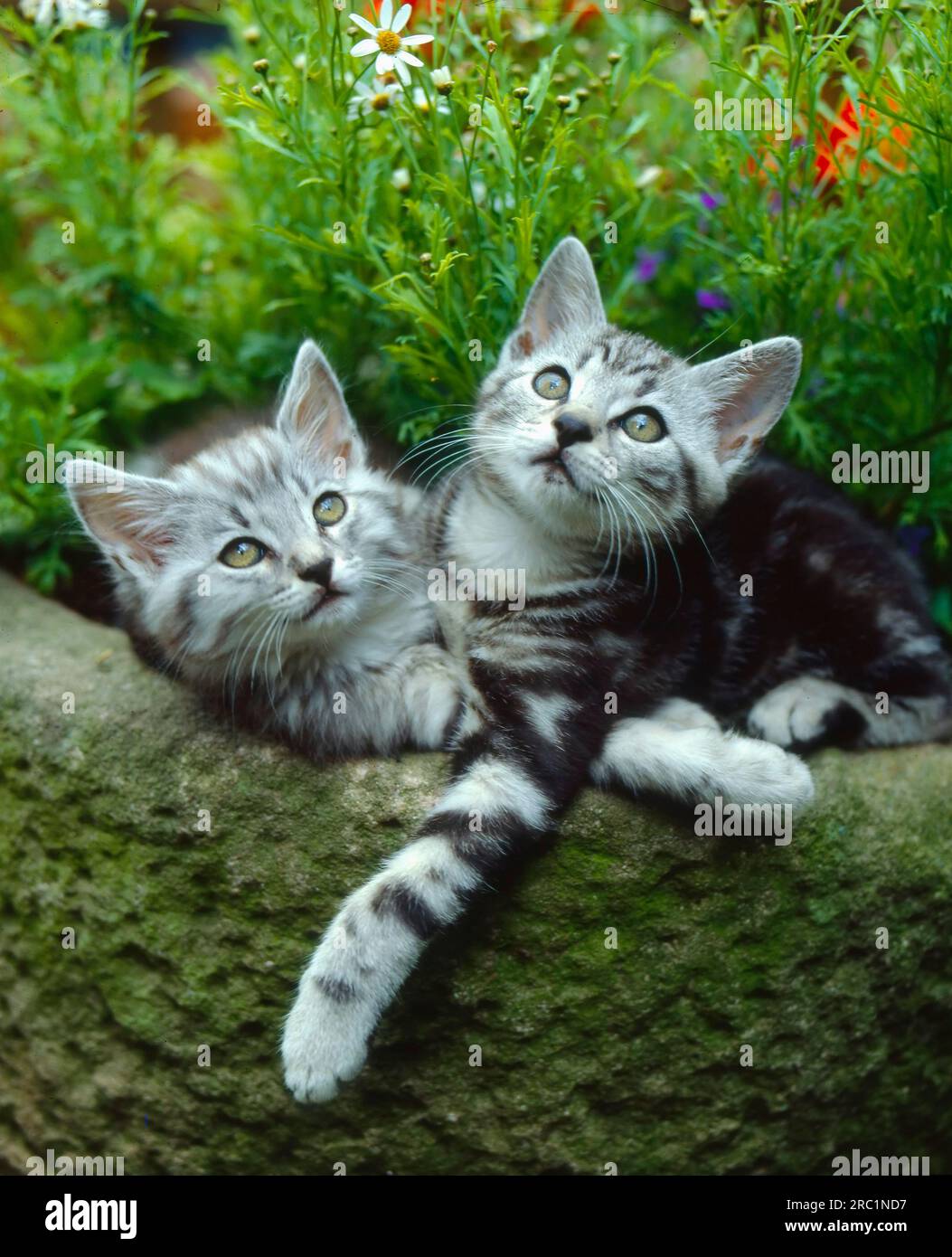 Two male tabby kittens lying hi-res stock photography and images - Alamy