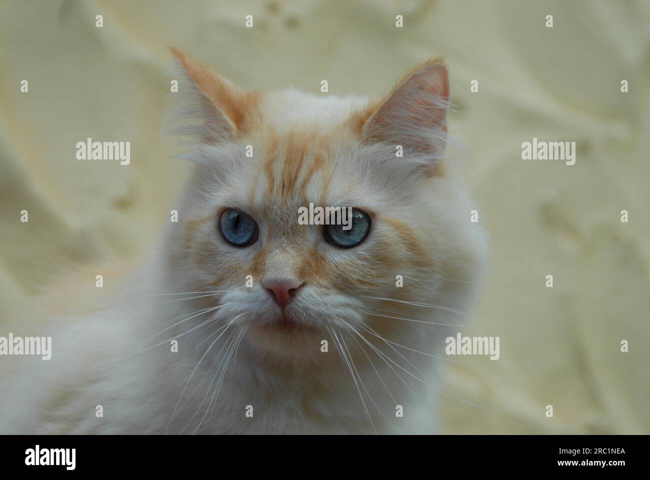 Domestic cat, cream tabby point blue-eyed, portrait, cat, cream tabby ...