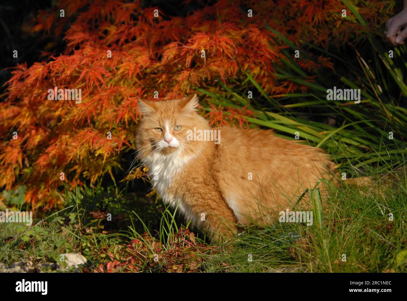 Domestic cat, Red Tabby with White, sitting in front of a Japanese ...
