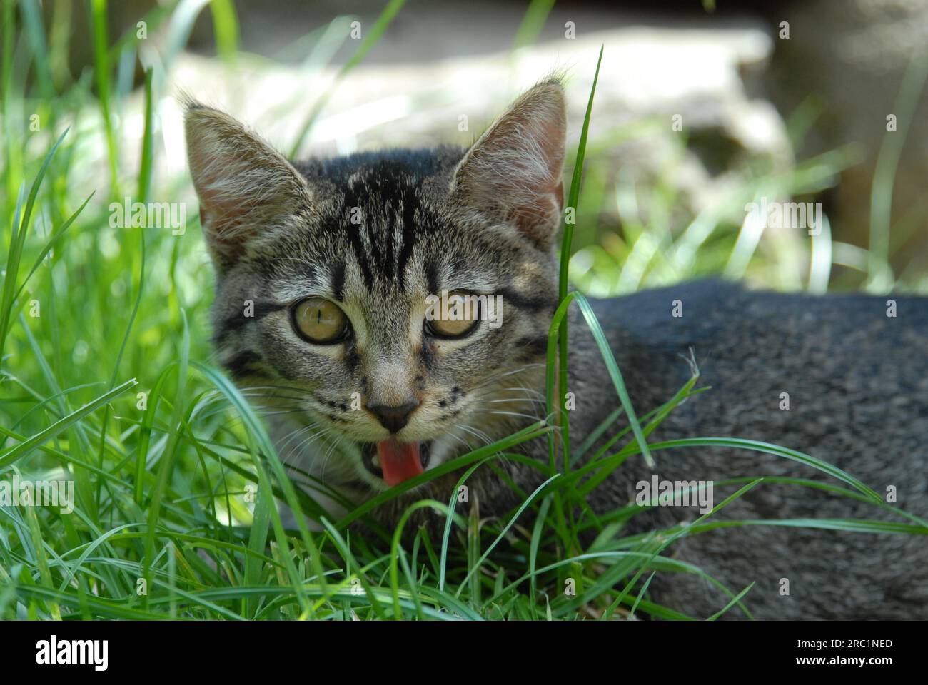 Young domestic kitten, tabby, lying in the grass, portrait, cat, Non ...