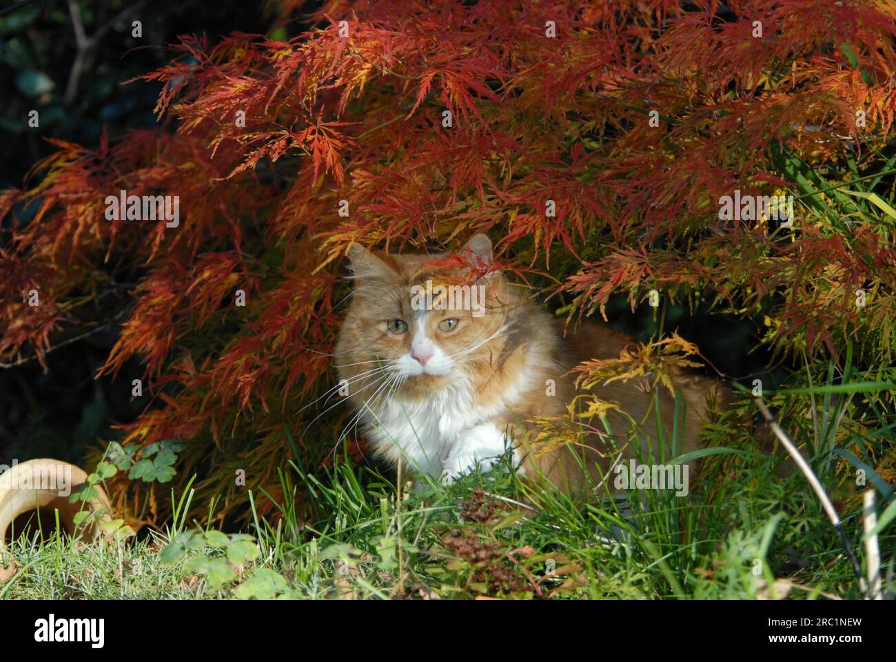 Domestic cat, Red Tabby with White, sitting under a Japanese Maple with ...