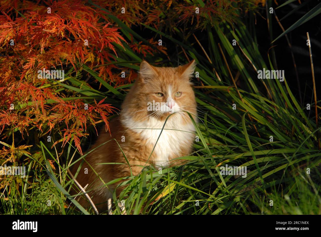 Domestic cat, Red Tabby with White, sitting in front of a Japanese ...