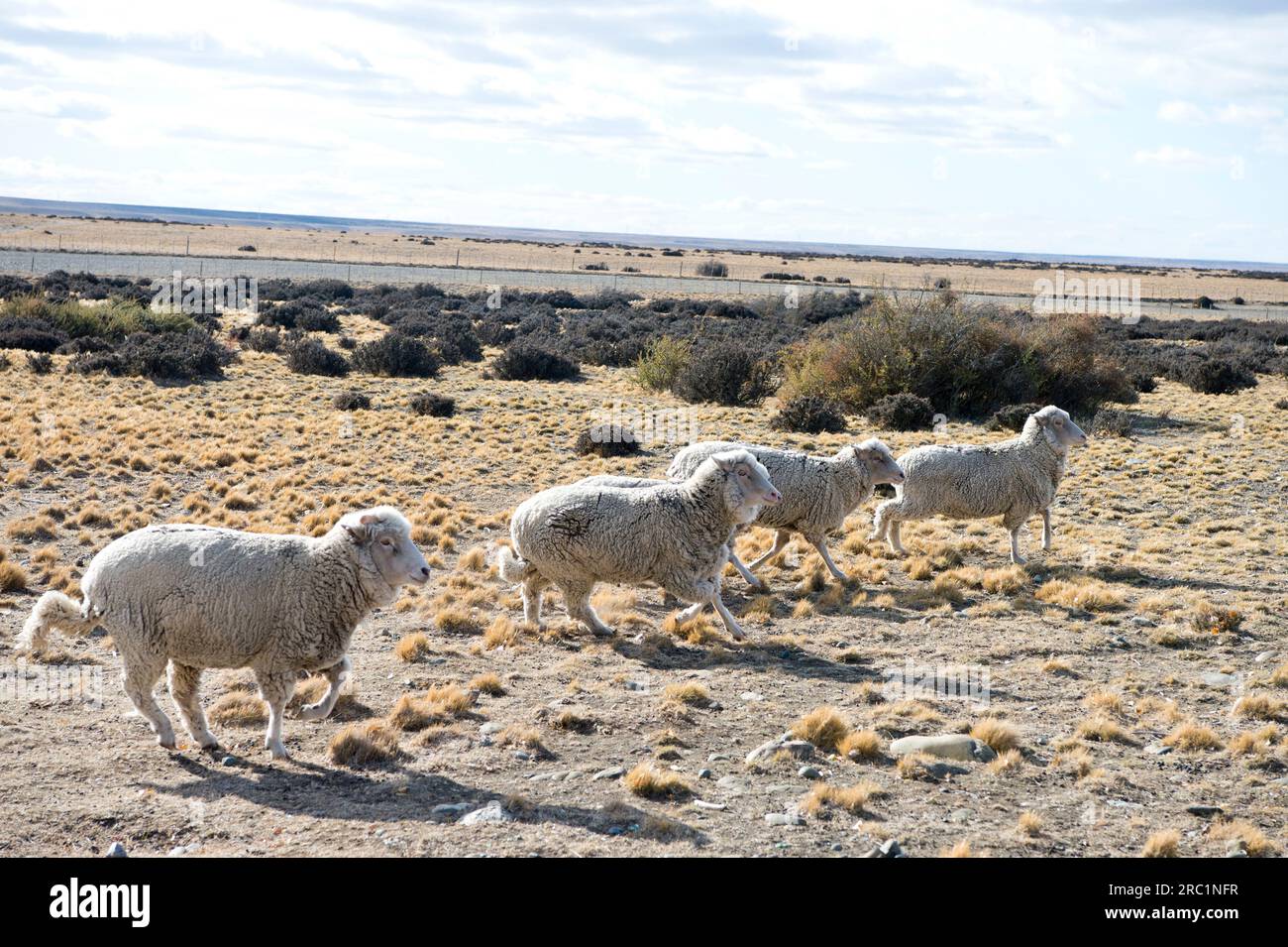 Livestock sheep hi-res stock photography and images - Alamy Livestock sheep hi-res stock photography and images - Alamy