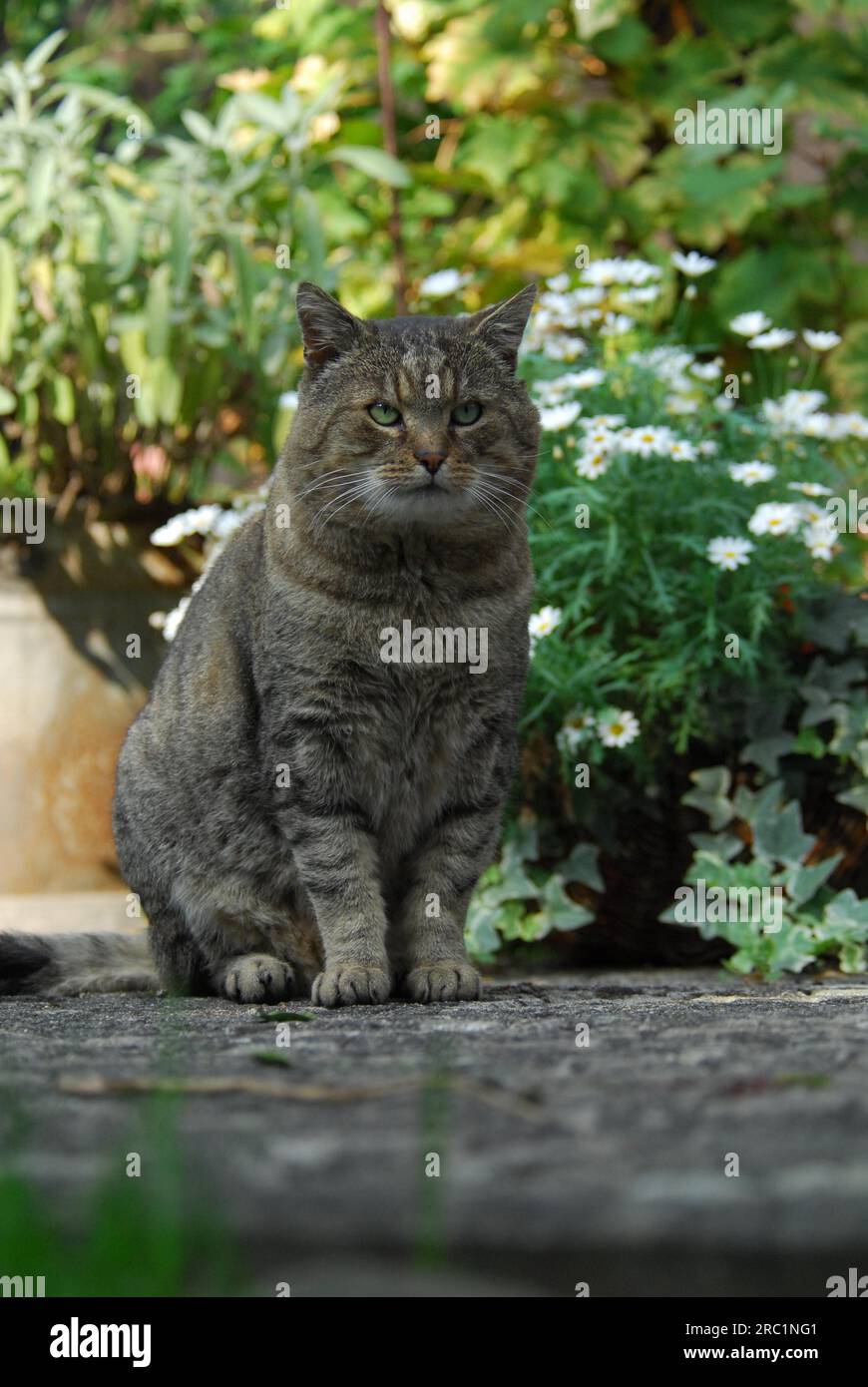 Domestic cat, male, tabby, sitting on a terrace, cat, Non-pedigree ...