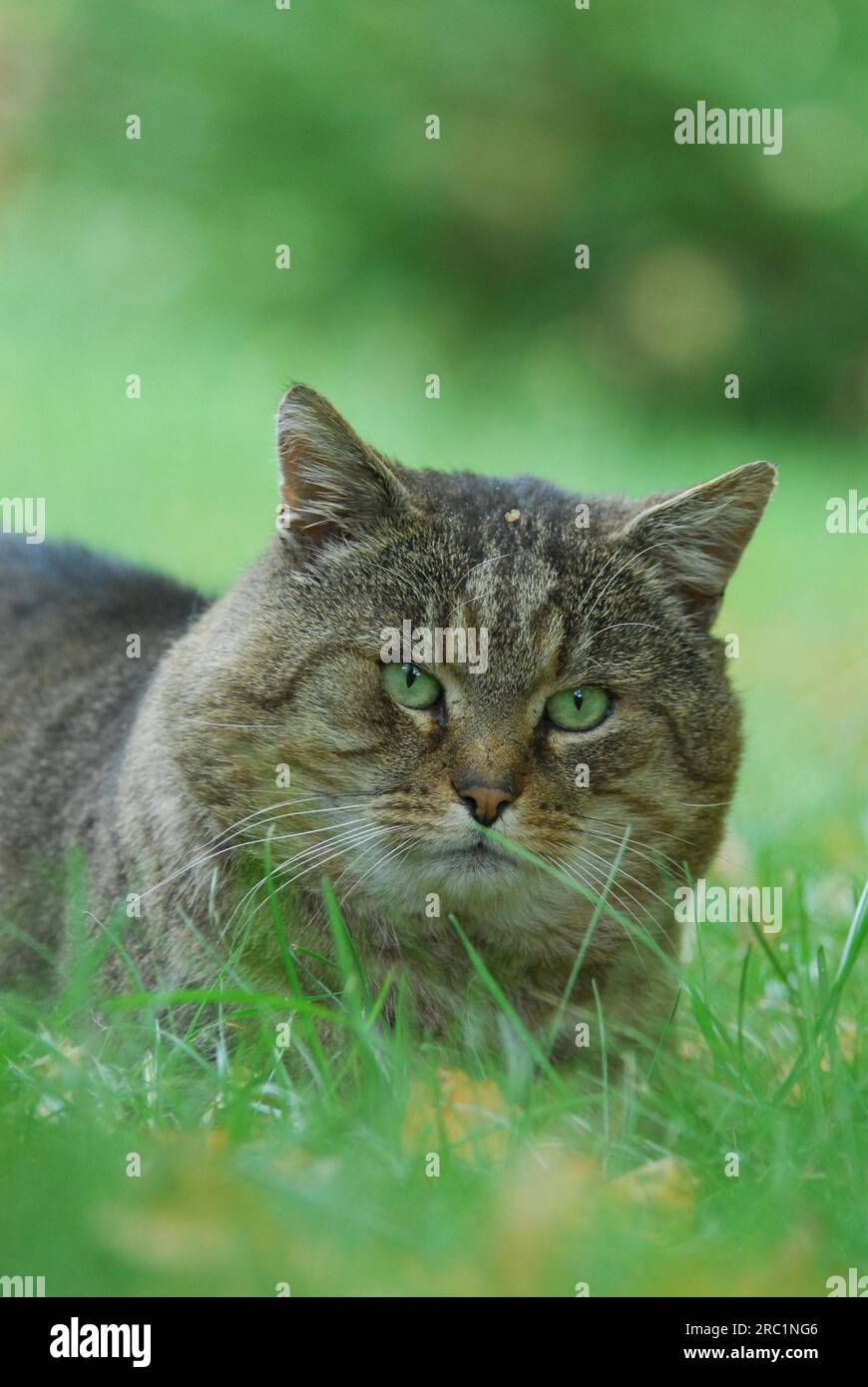 Domestic cat, male, tabby, lying in a meadow, portrait, cat, Non ...
