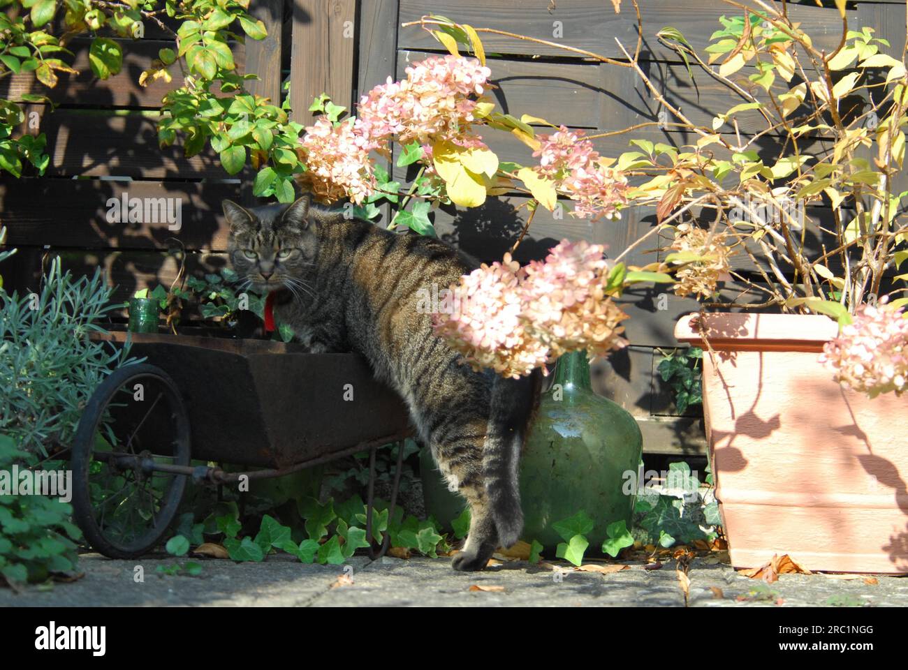 Domestic cat, Tabby, climbing in a wheelbarrow on a nicely decorated ...