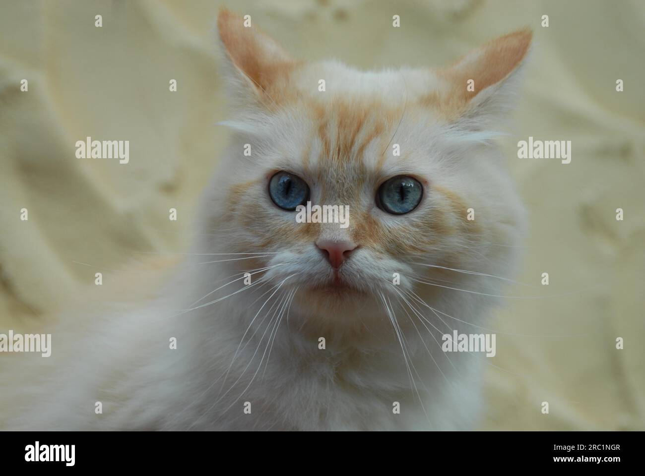 Domestic cat, cream tabby point blue-eyed, portrait, cat, cream tabby ...