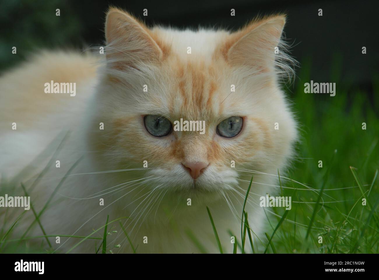 Domestic Cat, Cream-Tabby-Point Blue-eyed, is lying in a meadow ...