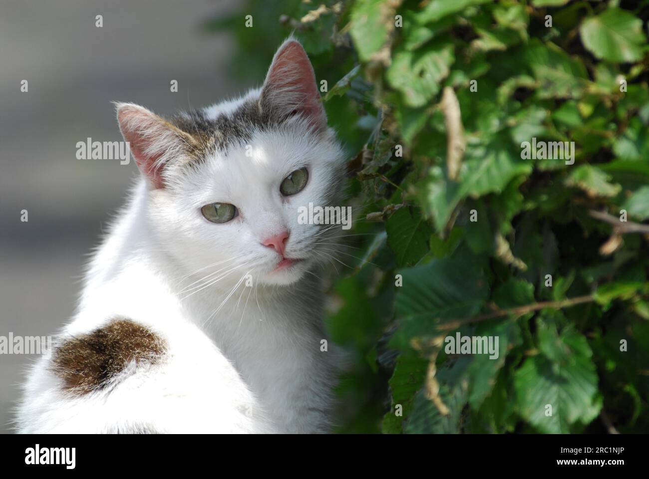 Domestic cat, White and Brown Tabby, sitting in a garden, portrait, cat ...