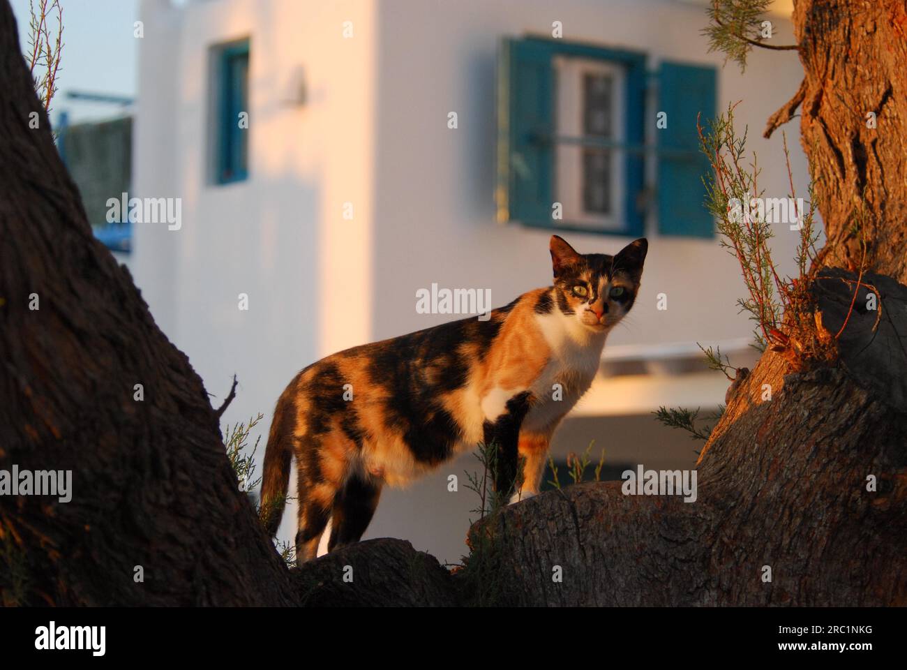 Domestic cat, Tortie and White, standing on a tree in a greek alleyway ...