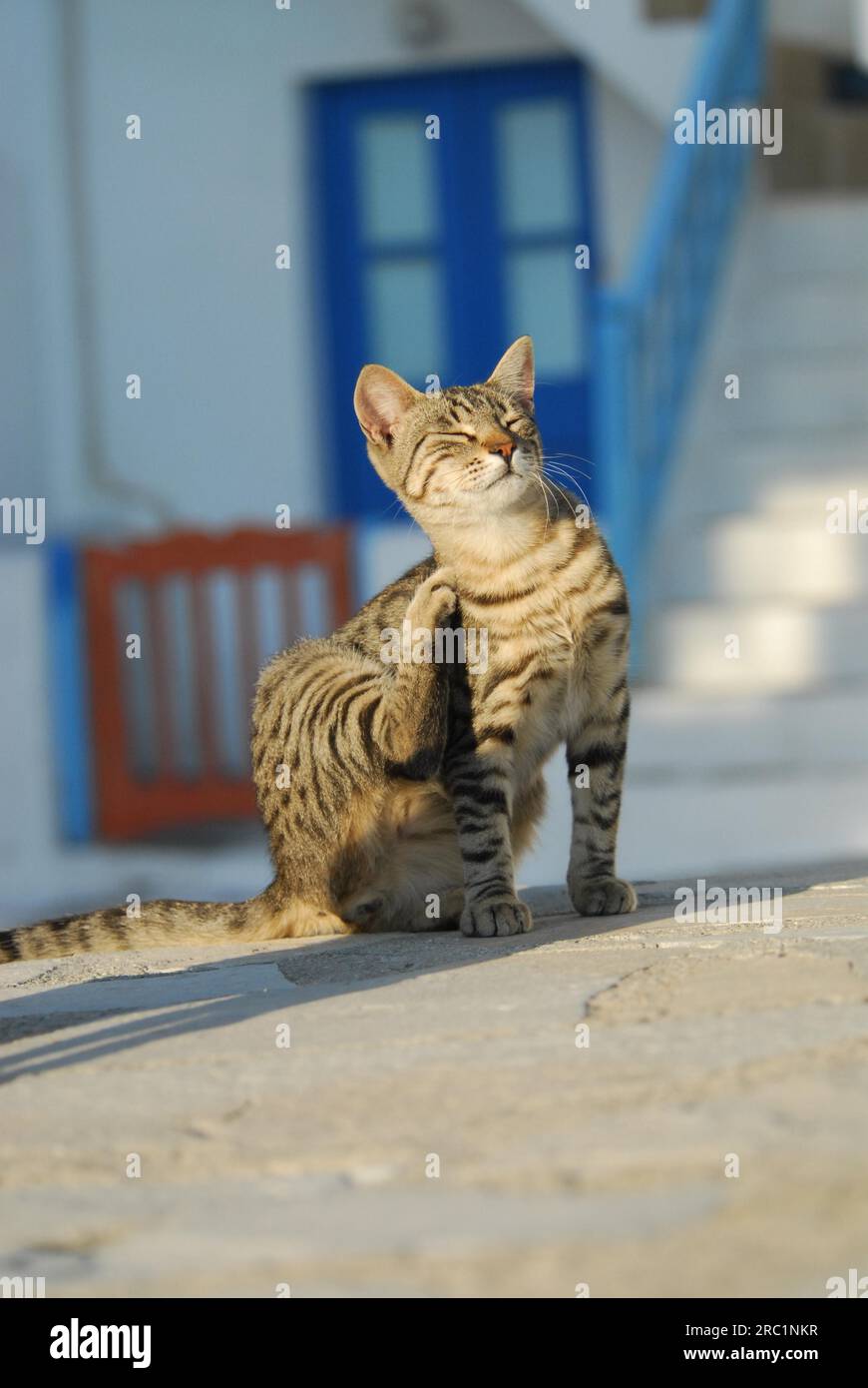 Scratch coat hi-res stock photography and images - Alamy