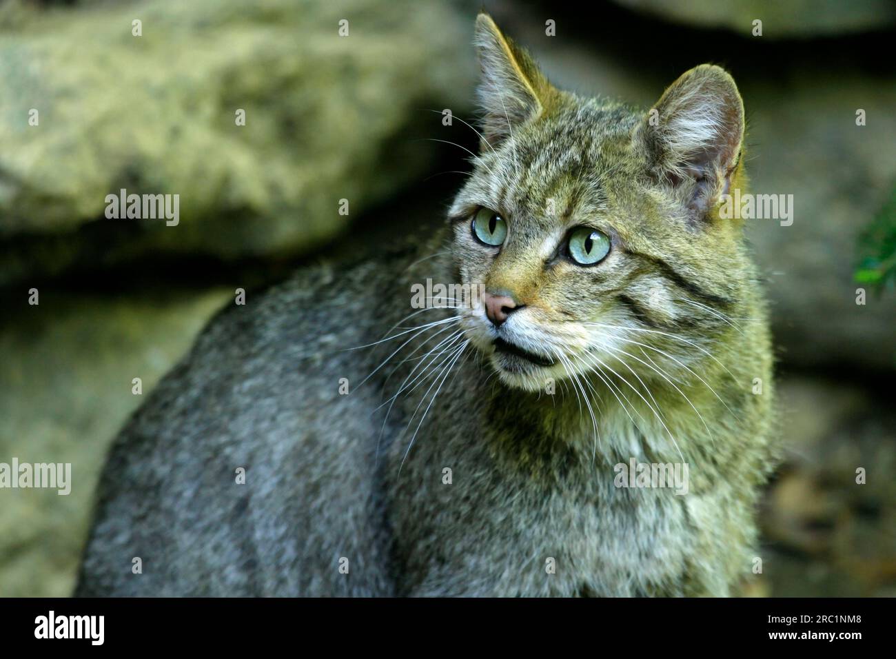 Wildcat, Common Wild Cat (Felis silvestris), Germany, captive Stock ...