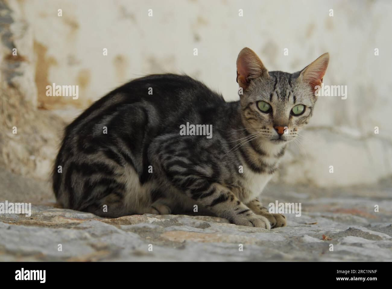 Domestic cat, Silver Tabby, sitting on rocky ground, Cyclades, Greece ...