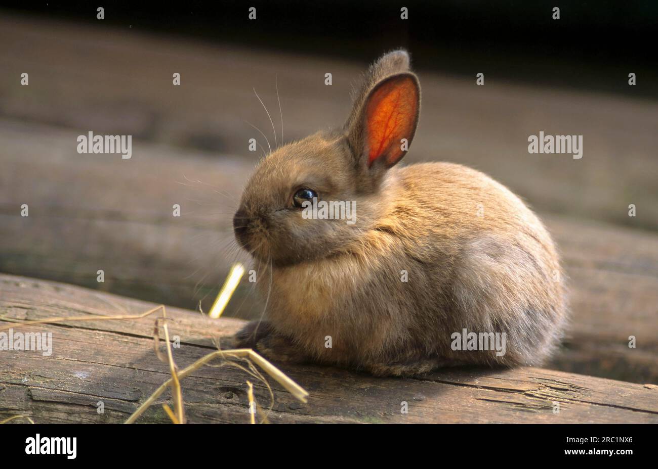 Brachylagus hi-res stock photography and images - Alamy