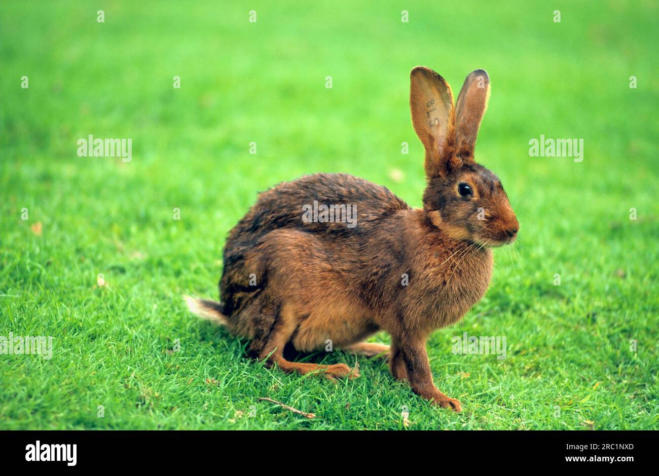 Folklore rabbit hi-res stock photography and images - Alamy