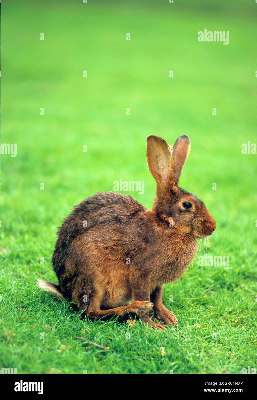 Folklore rabbit hi-res stock photography and images - Alamy