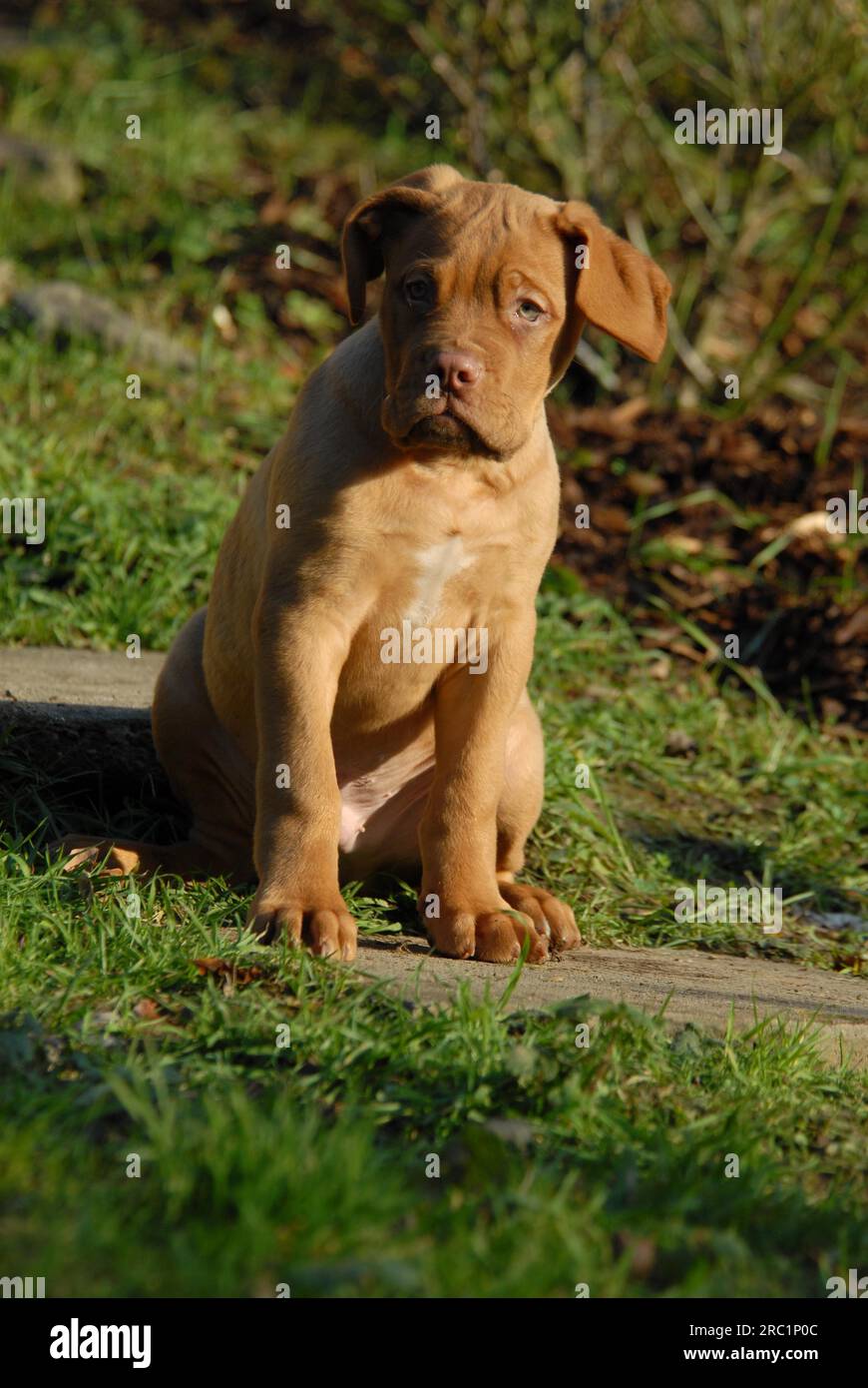 Young Bordeaux Mastiff, puppy, male, sitting in a garden, FCI Standard ...
