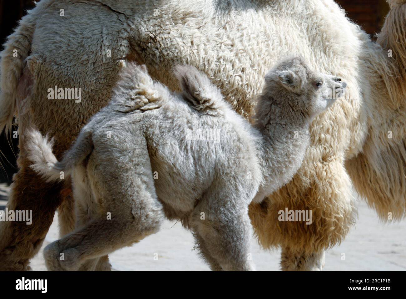 Bactrian camel, camel, Bactrian camel, Camelus steppe wolf (bactrianus ...