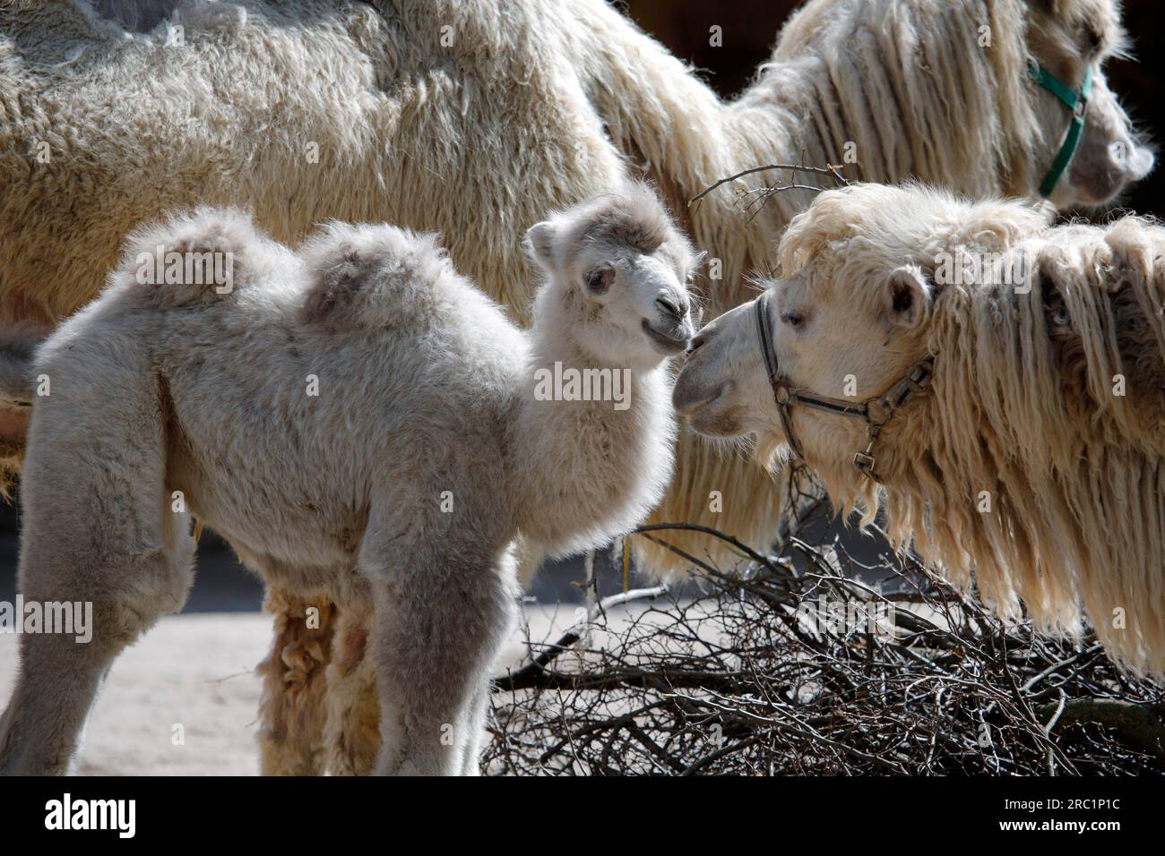 Bactrian camel, camel, Bactrian camel, Camelus steppe wolf (bactrianus ...