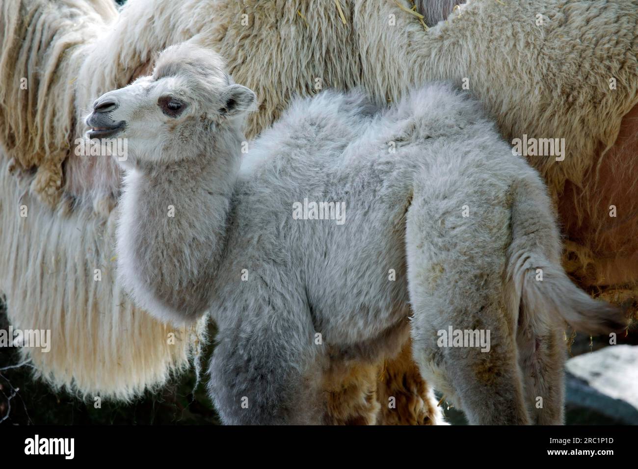 Bactrian camel, camel, Bactrian camel, Camelus steppe wolf (bactrianus ... Bactrian camel, camel, Bactrian camel, Camelus steppe wolf (bactrianus ...