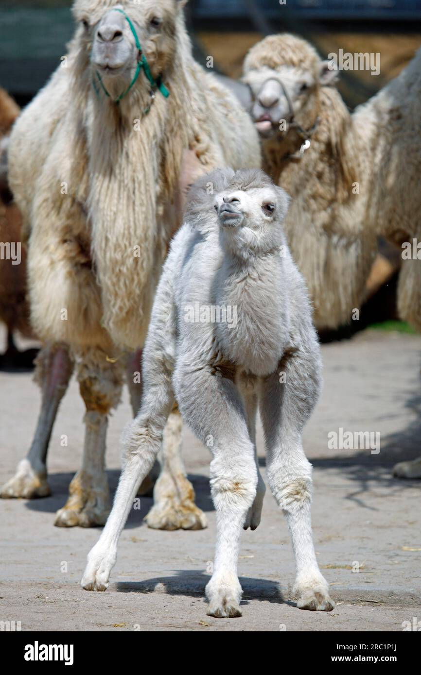 Bactrian camel, camel, Bactrian camel, Camelus steppe wolf (bactrianus ... Bactrian camel, camel, Bactrian camel, Camelus steppe wolf (bactrianus ...