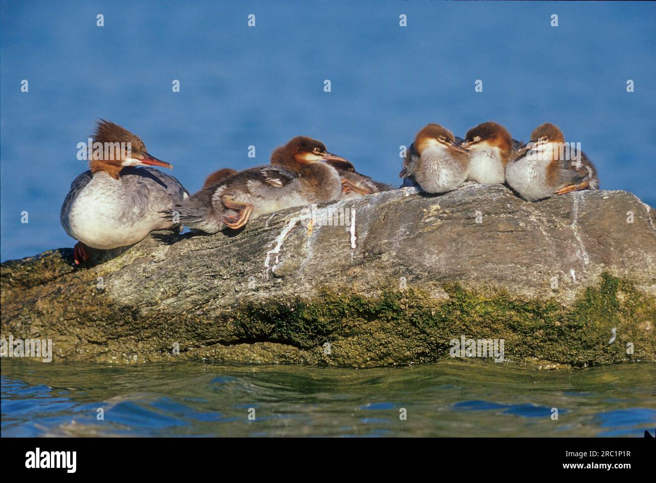 Common merganser (Mergus merganser) Family with young, offspring Stock ...