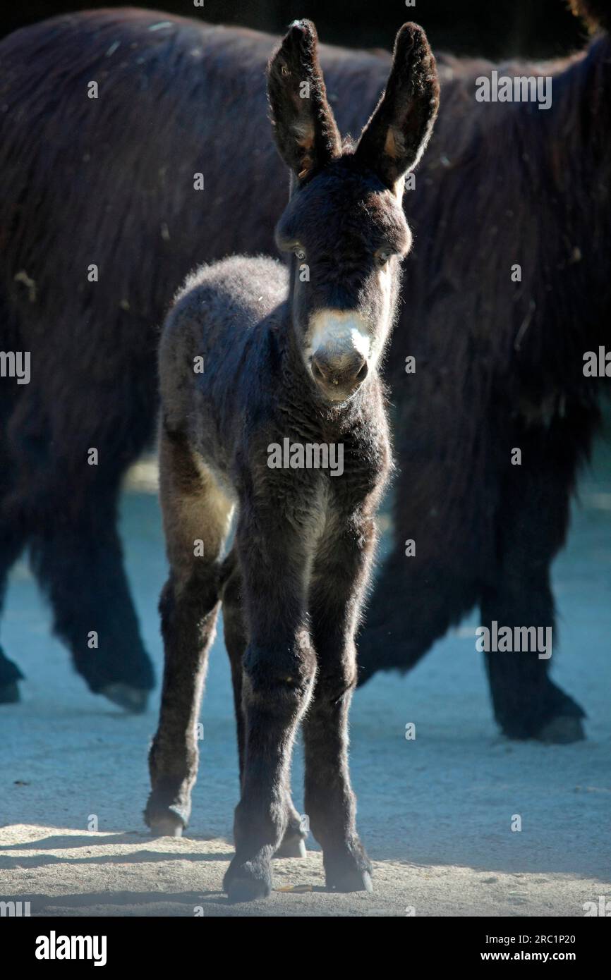 Poitou donkey, Baudet du Poitou, Poitou domestic donkey (Equus Asinus ...