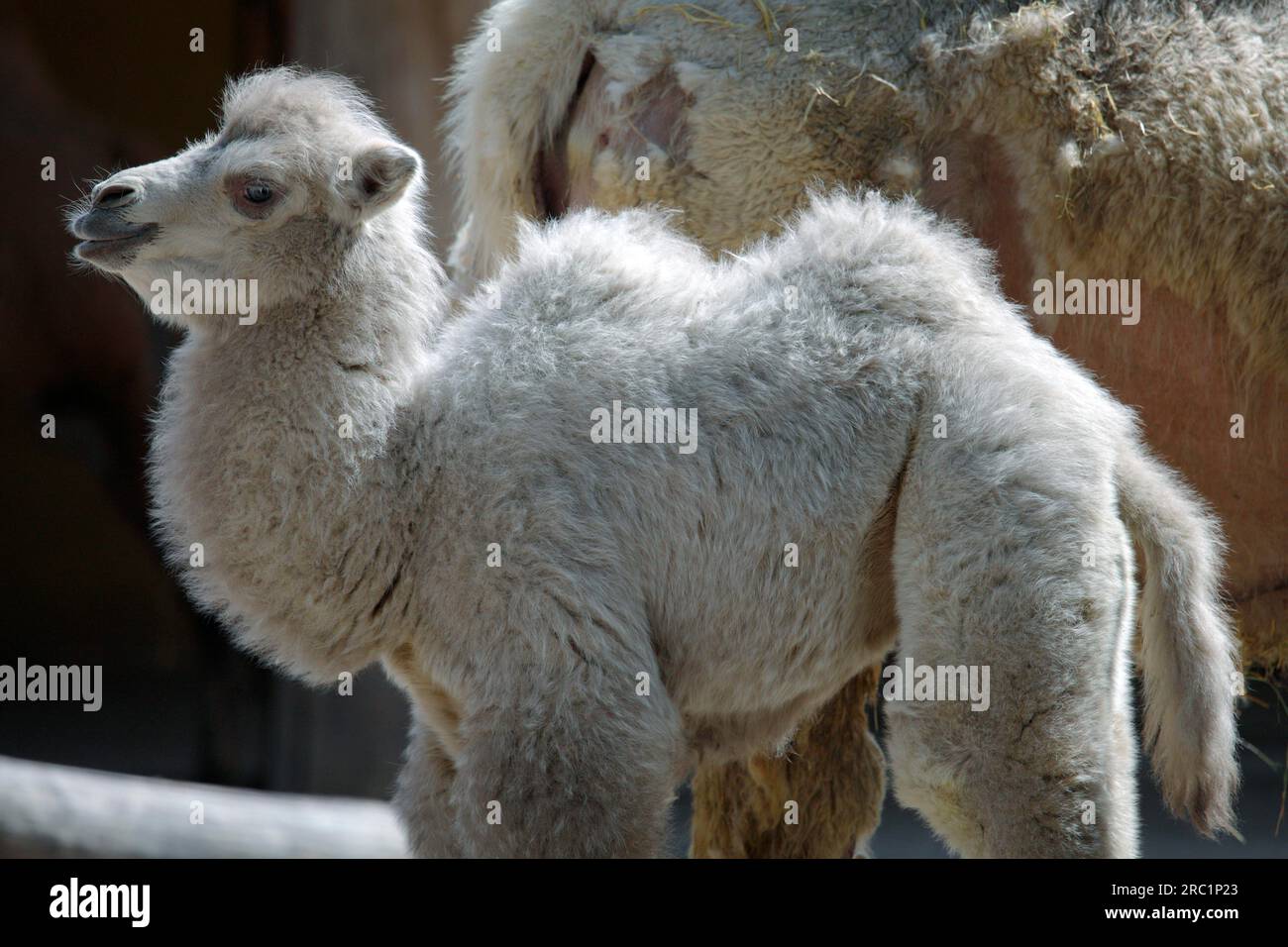 Bactrian camel, camel, Bactrian camel, Camelus steppe wolf (bactrianus ...