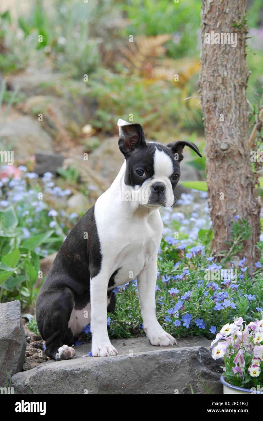 Boston Terrier, puppy, 15 weeks old, female, Black marked with white ...