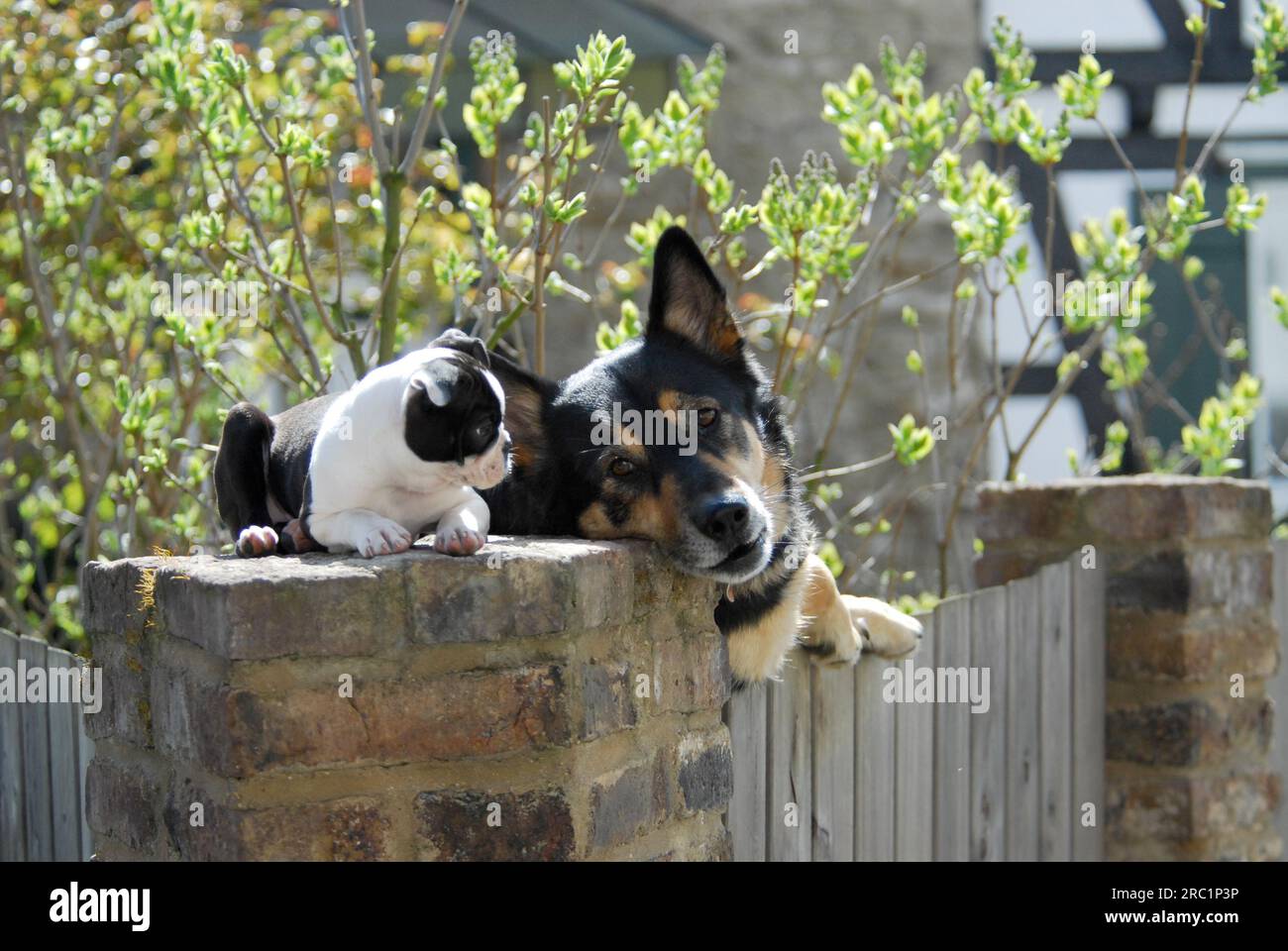 Boston Terrier, puppy, 12 weeks old, and German shepherd (canis lupus ...