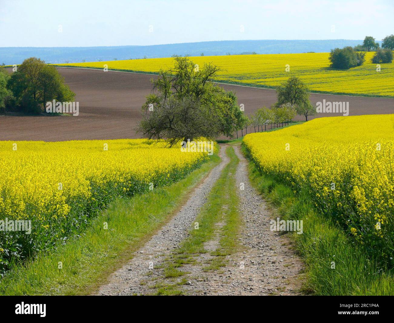 Rape fields in blossom near Pforzheim, fruit trees in the rape field ...