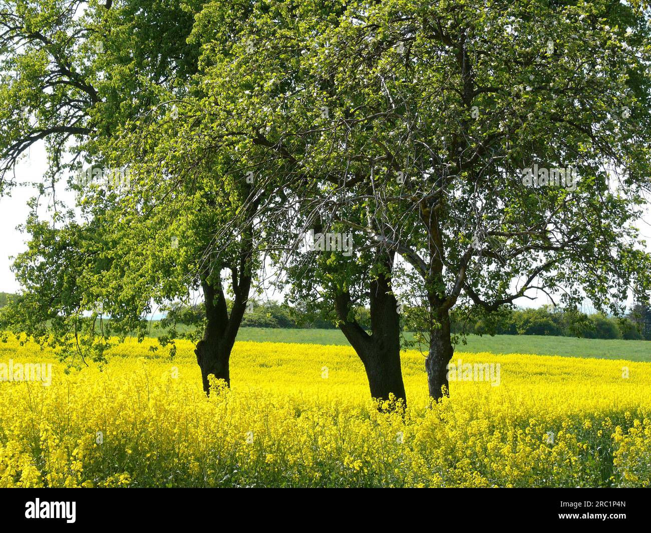 Rape fields in blossom near Pforzheim, fruit trees in the rape field ...