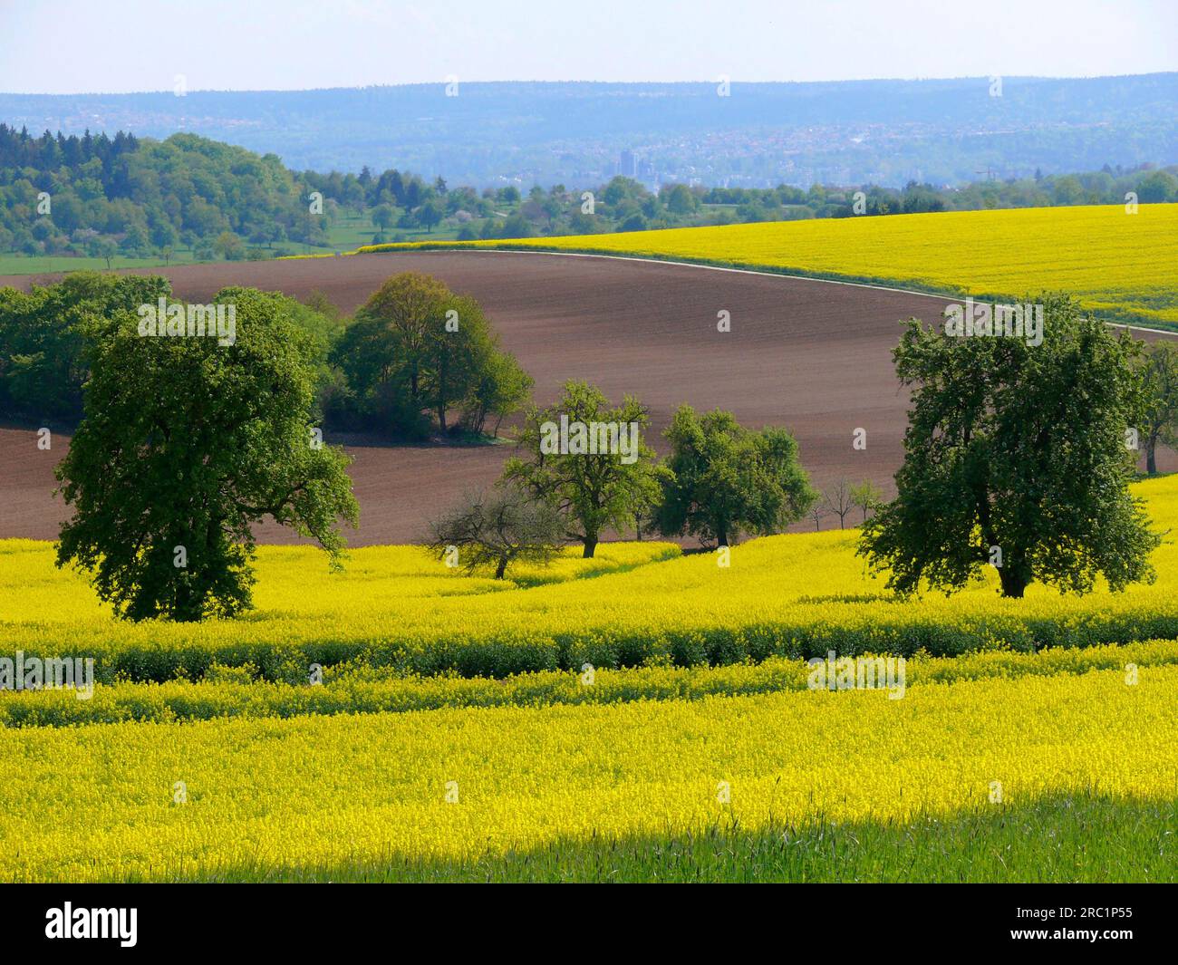 Rape fields in blossom near Pforzheim, fruit trees in the rape field ...