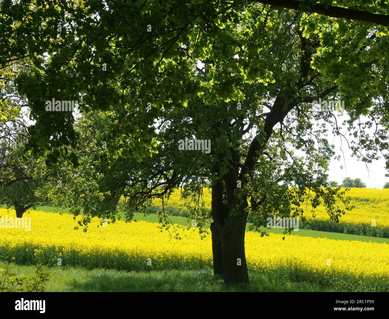 Rape fields in blossom near Pforzheim, fruit trees in the rape field ...