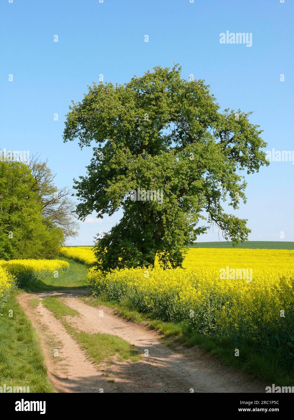 Rape fields in blossom near Pforzheim, fruit trees in the rape field ...