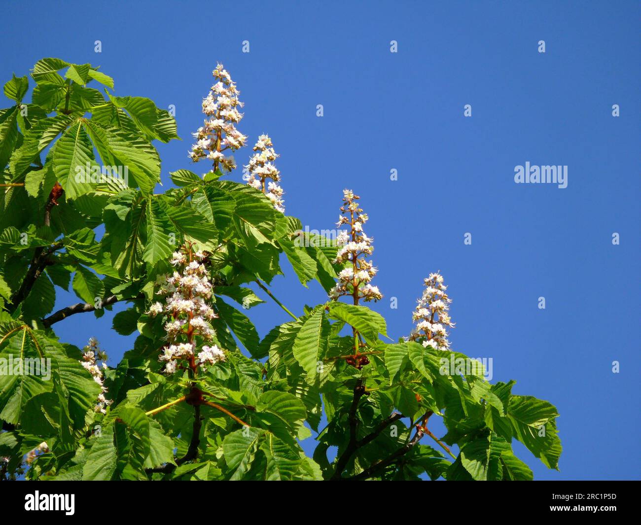 Horse chestnut tree flowering, branch, twig Stock Photo - Alamy