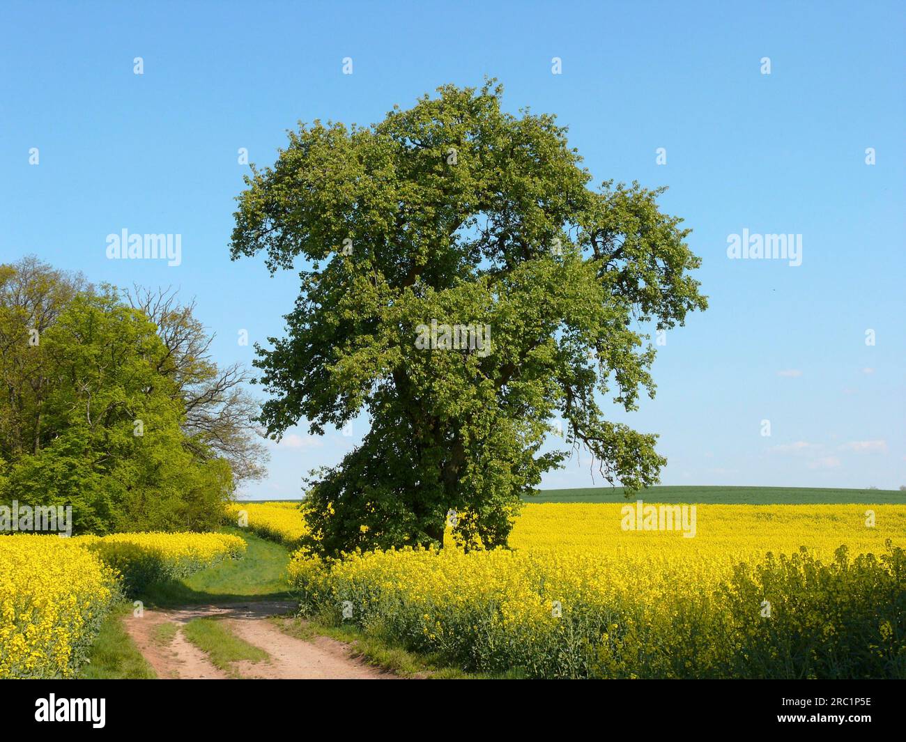 Rape fields in blossom near Pforzheim, fruit trees in the rape field ...