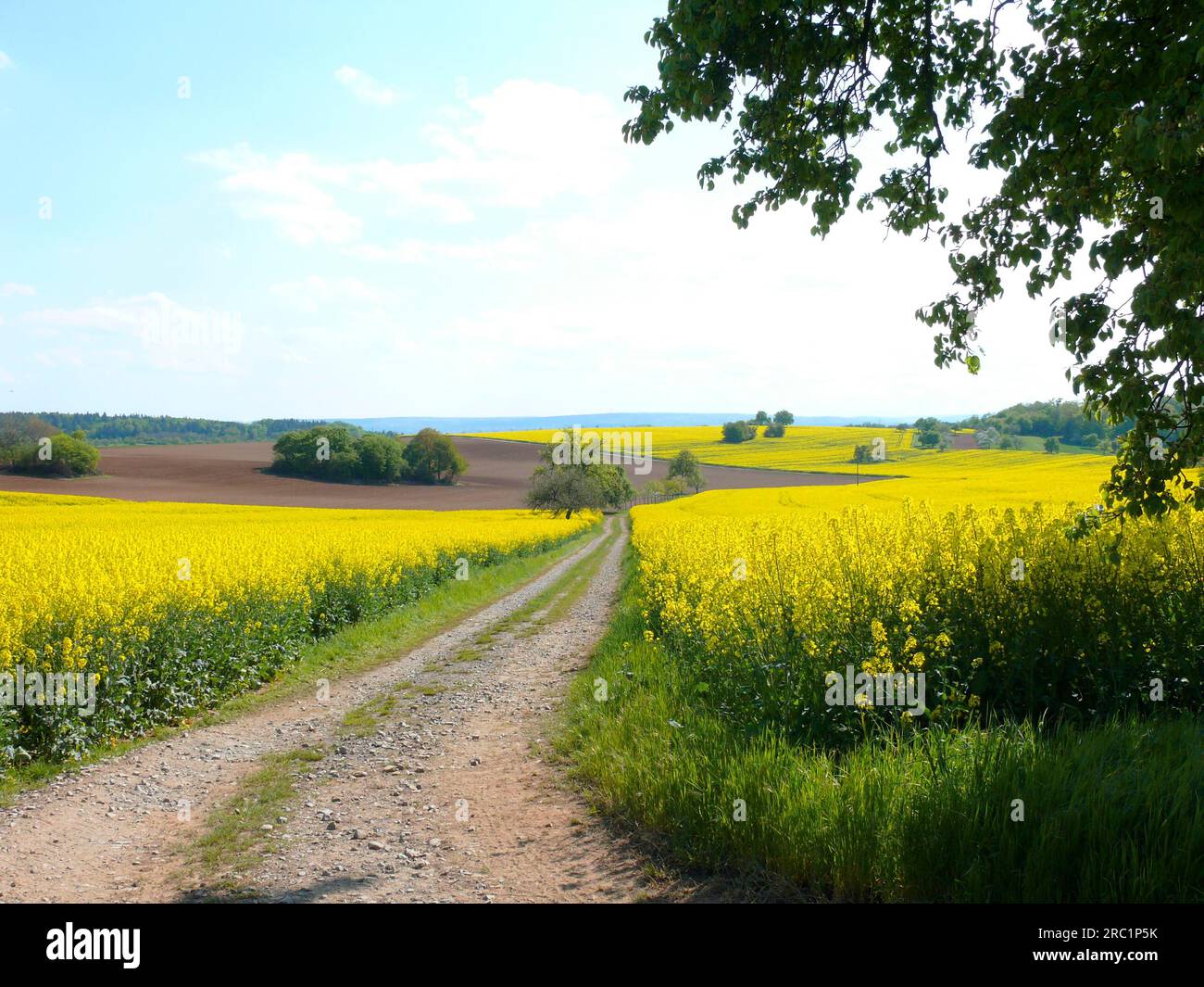 Rape fields in bloom near Pforzheim, field path, tulip garden Stock ...