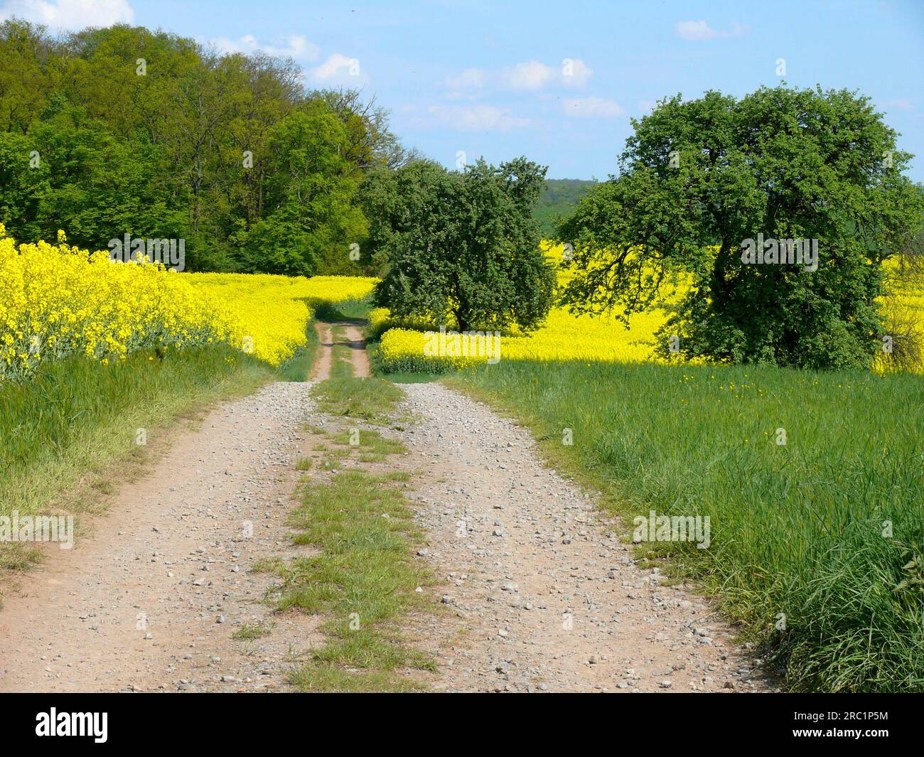 Rape fields in bloom near Pforzheim, field path, tulip garden Stock ...