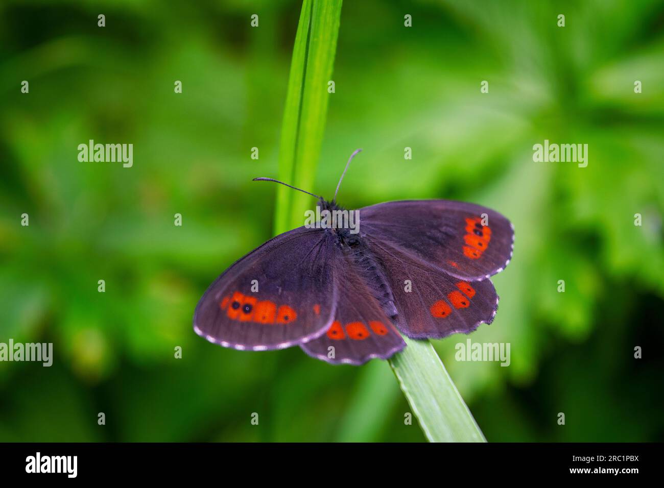 Satyr butterflies hi-res stock photography and images - Alamy