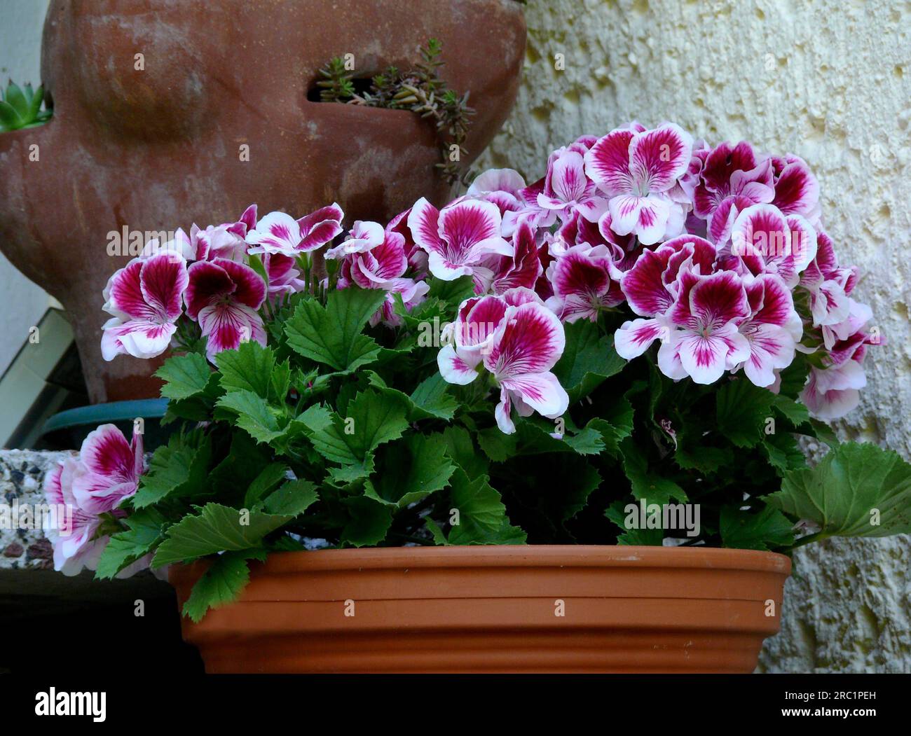 Pelargonium in pot hi-res stock photography and images - Alamy