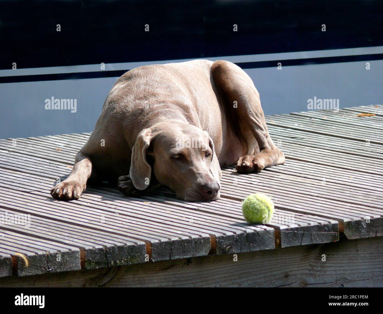 Head hunting dog Stock Photo - Alamy
