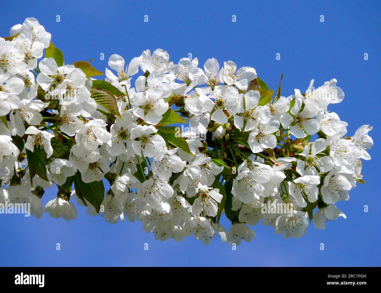 Cherry blossom branch hi-res stock photography and images - Alamy