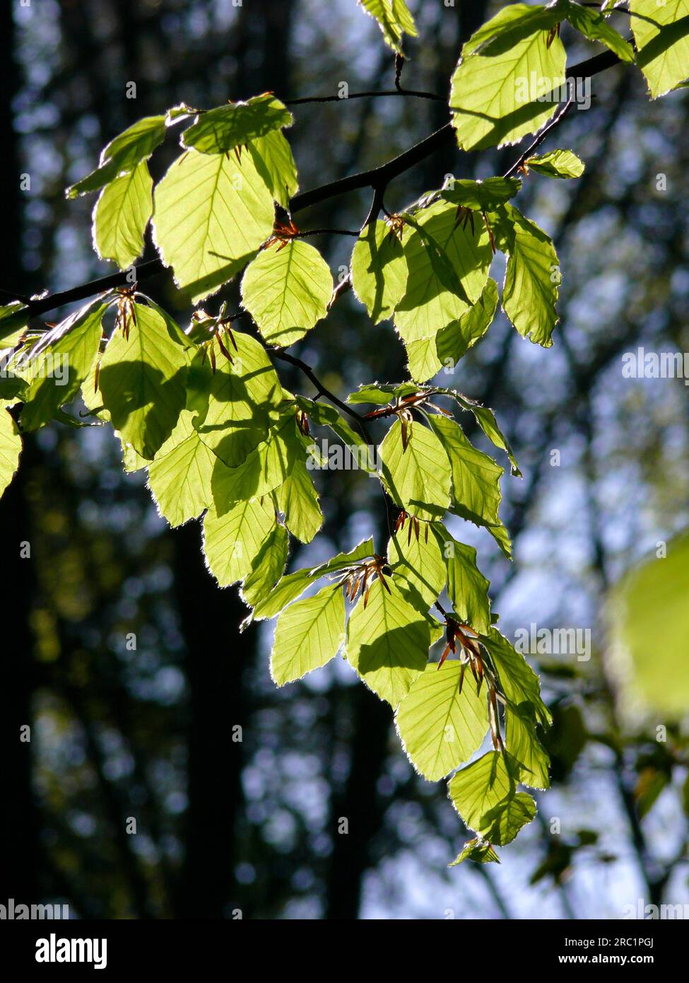 Beech branch backlit, fresh shoots Stock Photo - Alamy