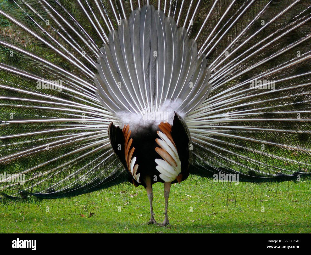 Peacock makes wheel, wheel from behind Stock Photo - Alamy