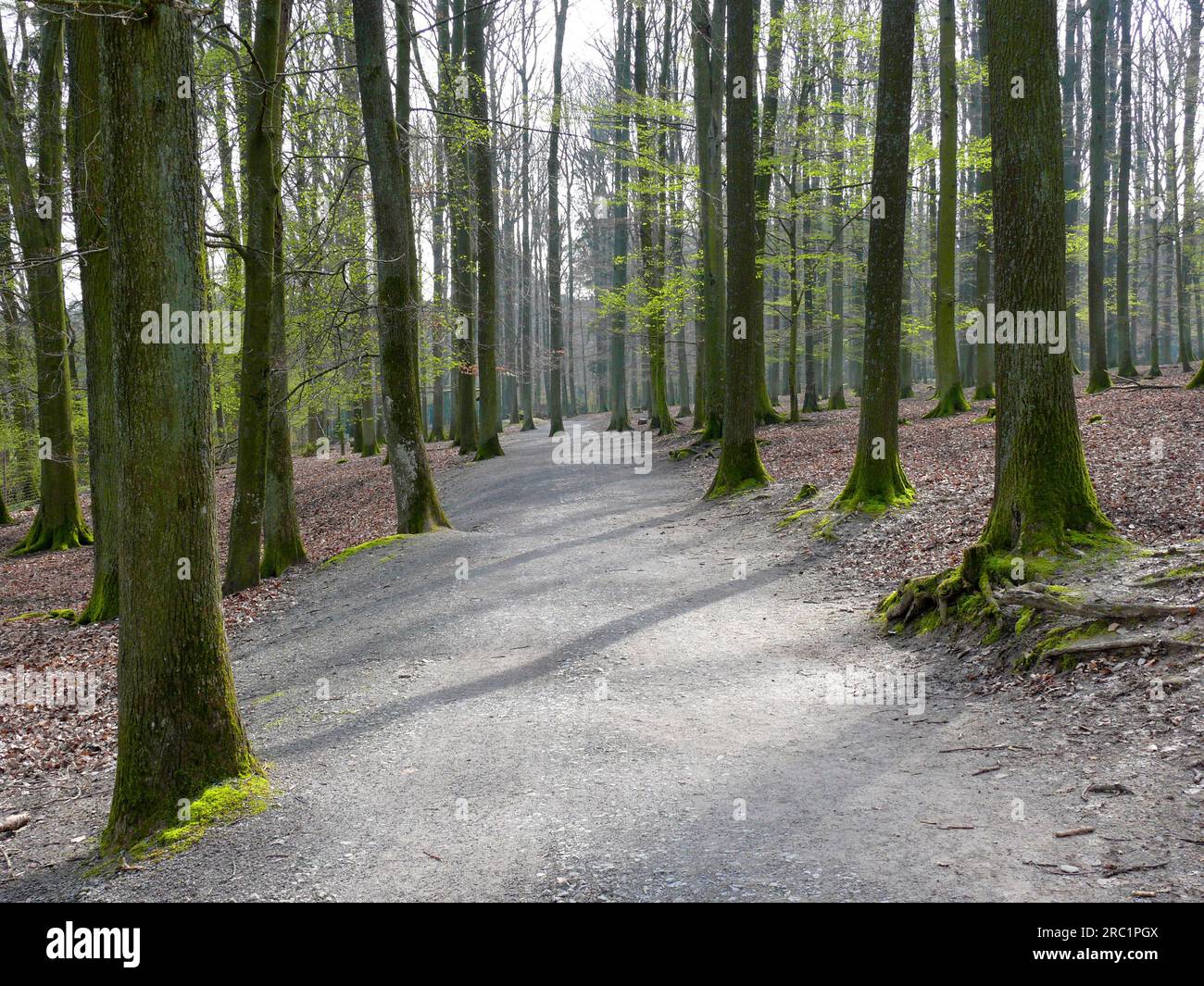 Spring forest, tree trunks, Wildpark-Tripsdrill Stock Photo - Alamy