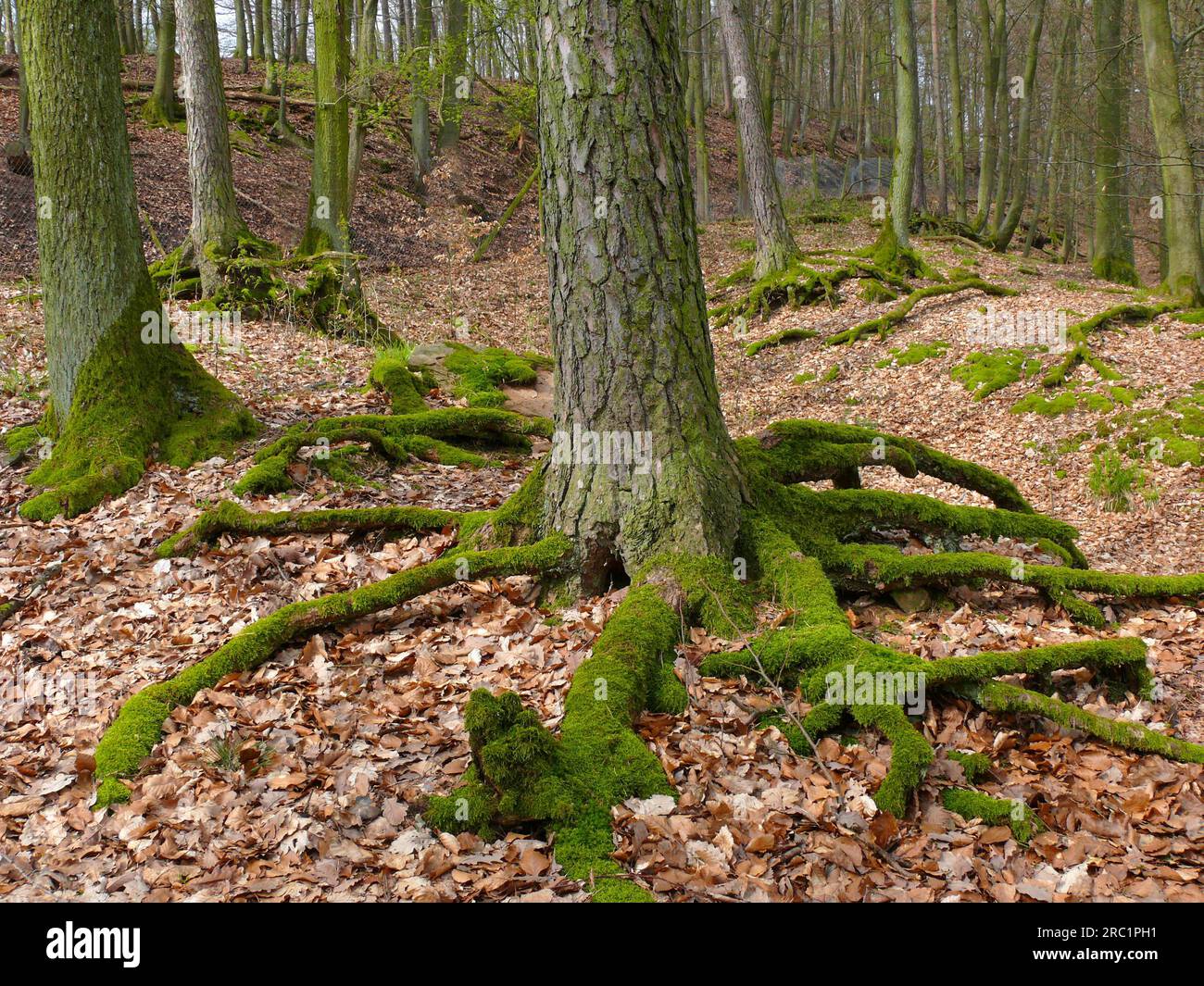 Mossy, exposed tree roots in the forest Stock Photo - Alamy