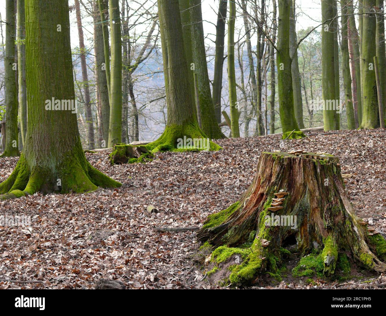 Spring forest, tree trunks, old tree stump Stock Photo - Alamy