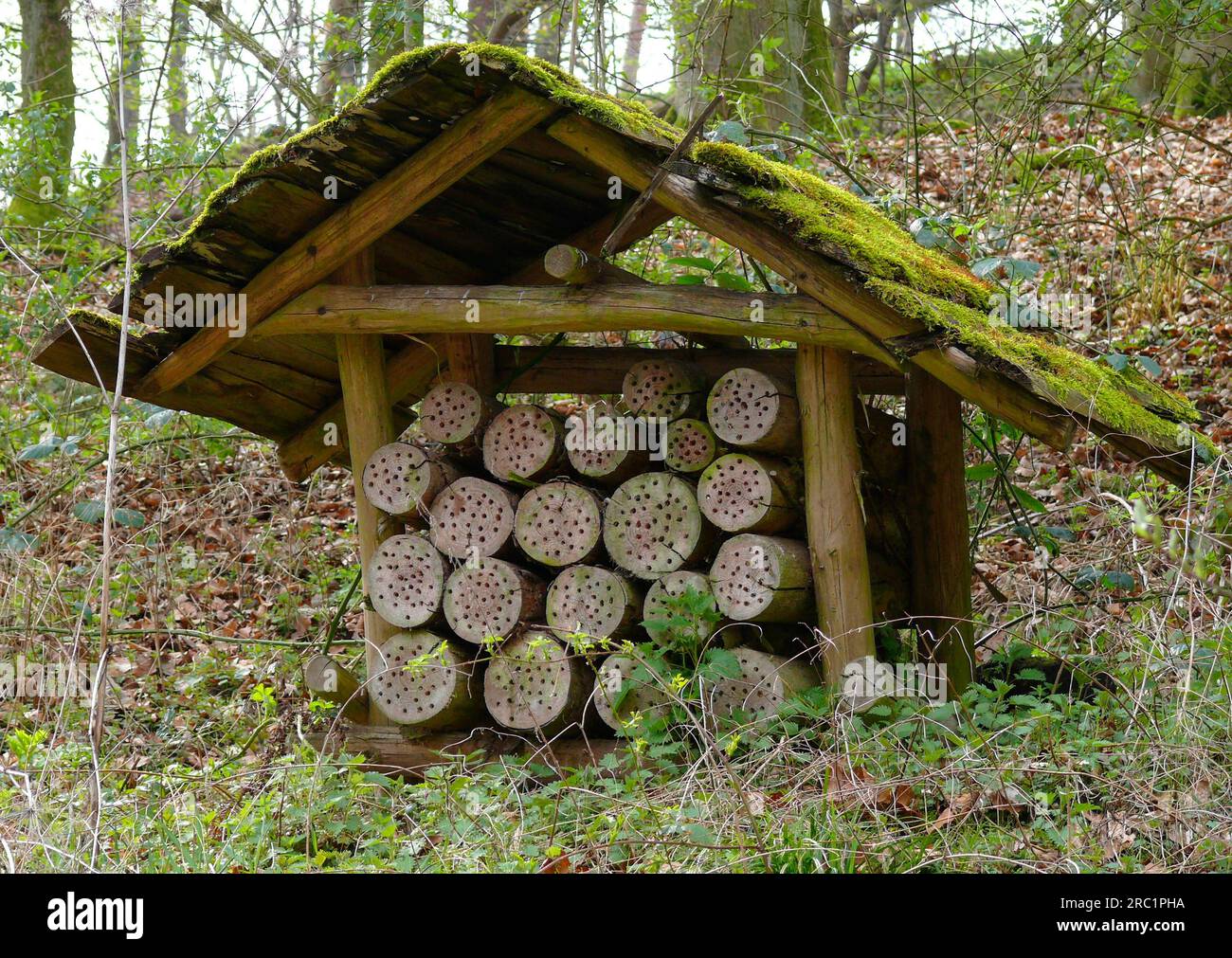 Wooden hut in the forest, logs with insect holes, Wildpark-Tripsdrill ...