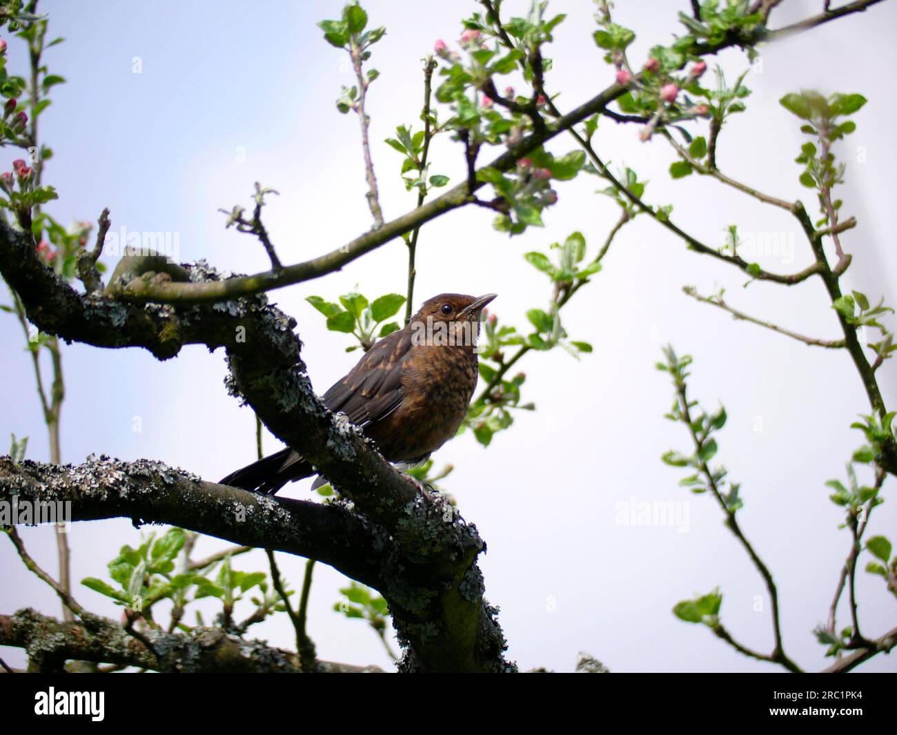 Blackbird on an apple tree hi-res stock photography and images - Alamy